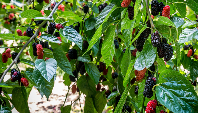 Los árboles frutales que no deberías tener en casa: pueden causar más ...