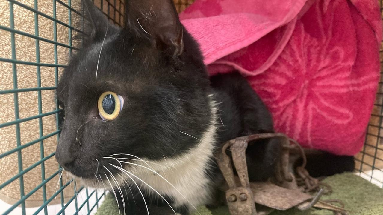 RSPCA’s warning over ‘barbaric’ animal act