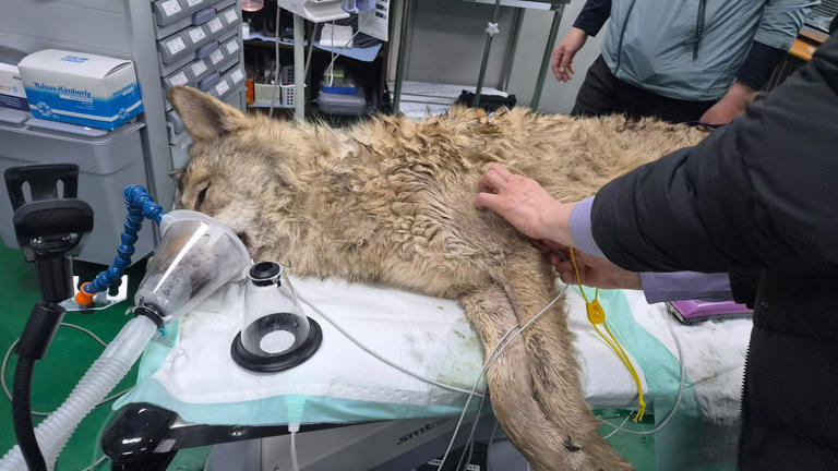South Korea's runaway wolf finally captured after nine-day search