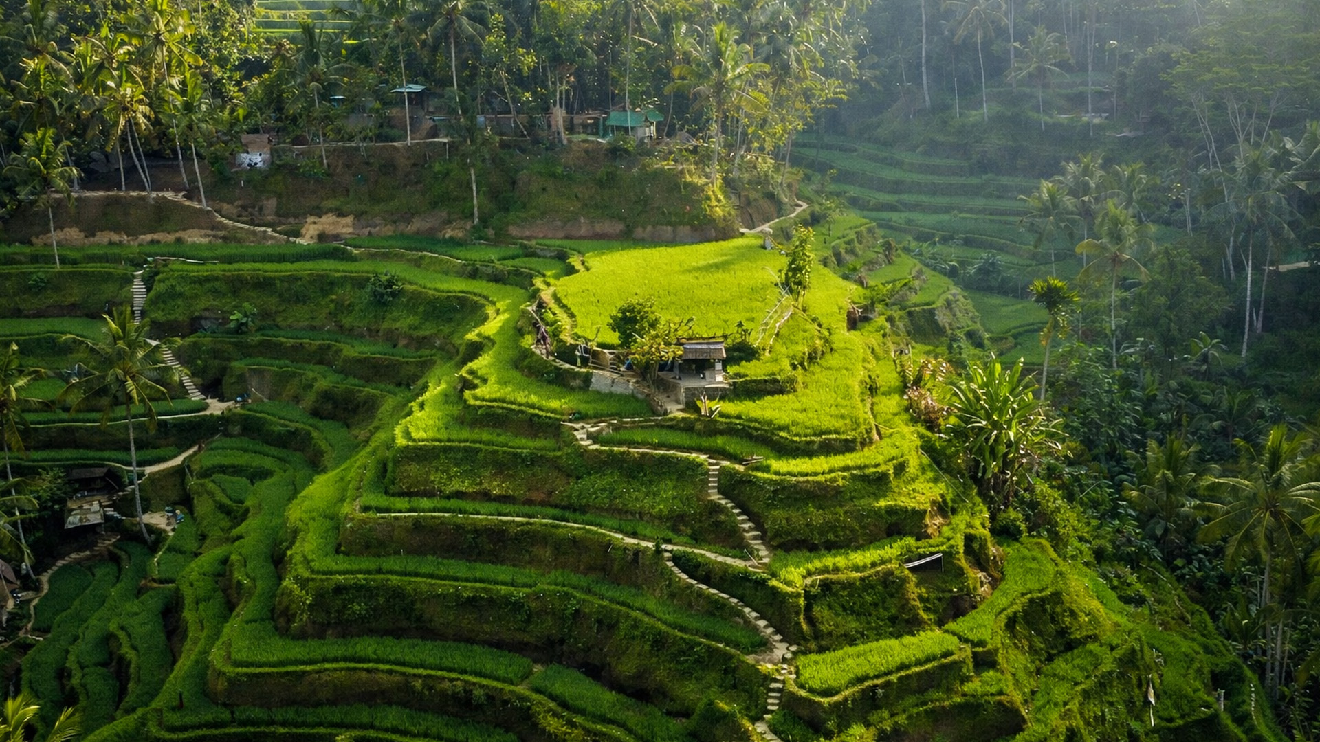 Why do these rice fields form such perfect terraces?