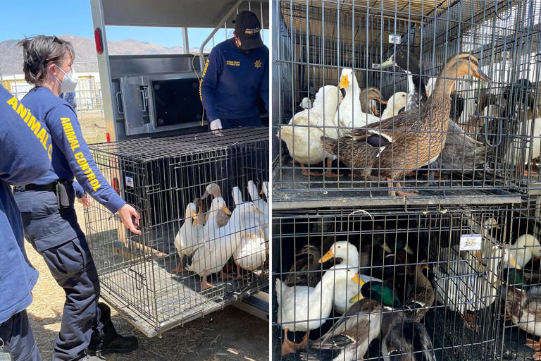 Animal lovers cry 'fowl' as troubled SoCal sanctuary surrenders 500 ...