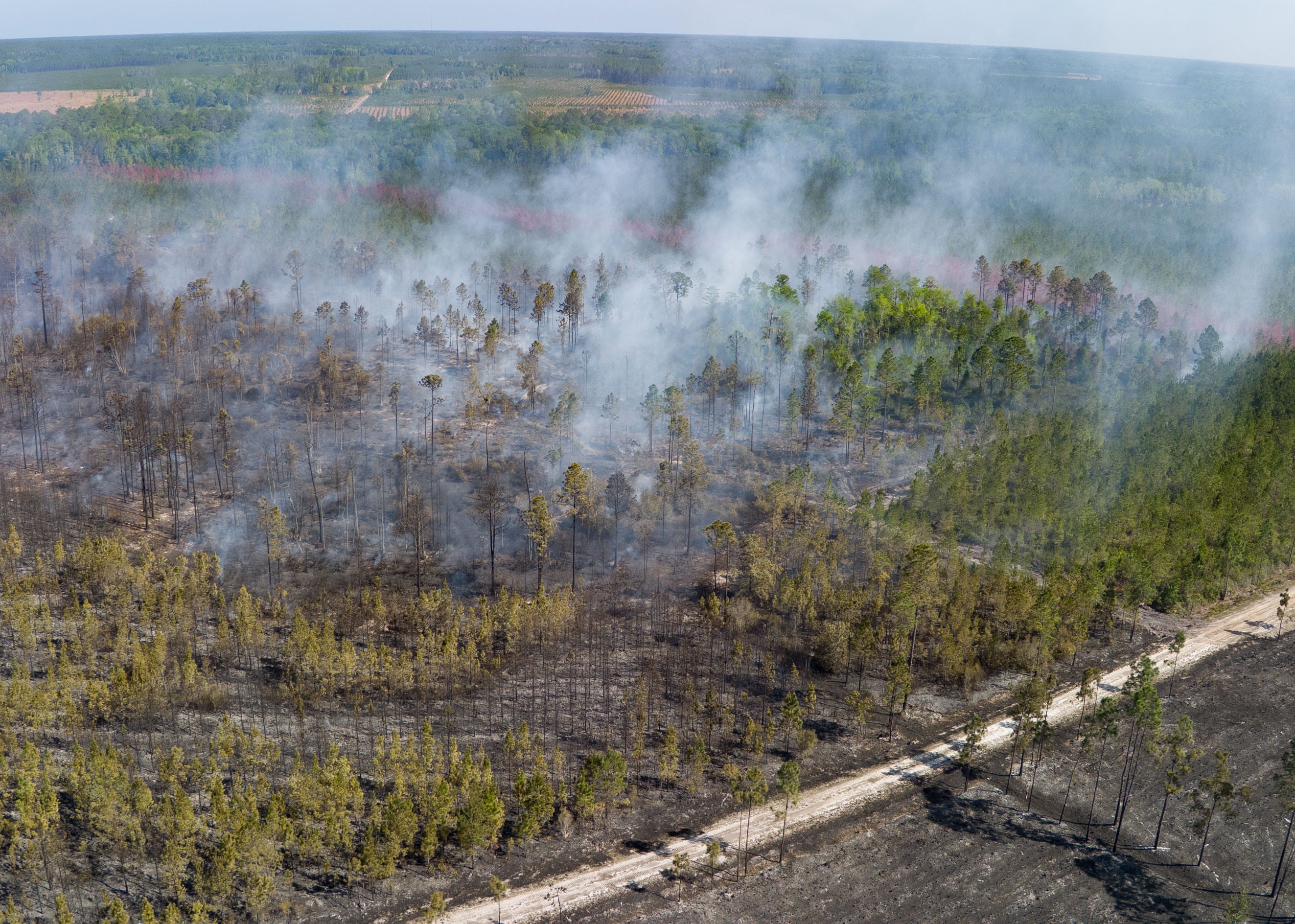 Florida is on fire as burn bans and windy conditions sweep the state