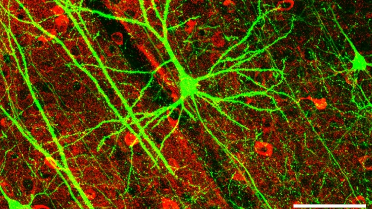 Northwestern prints artificial neurons that communicate with living ...