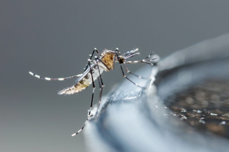 Dengue avança em MG: casos sobem 12% e mortes confirmadas crescem 28% ...