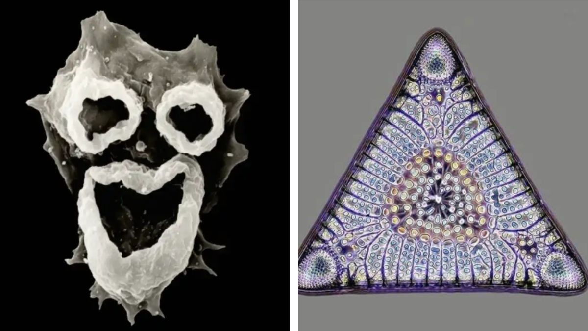 21 photos that show how complex the microverse truly is