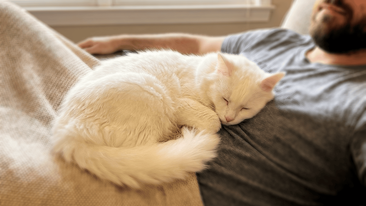 Why do cats sleep on your chest (even when it seems like they don't ...