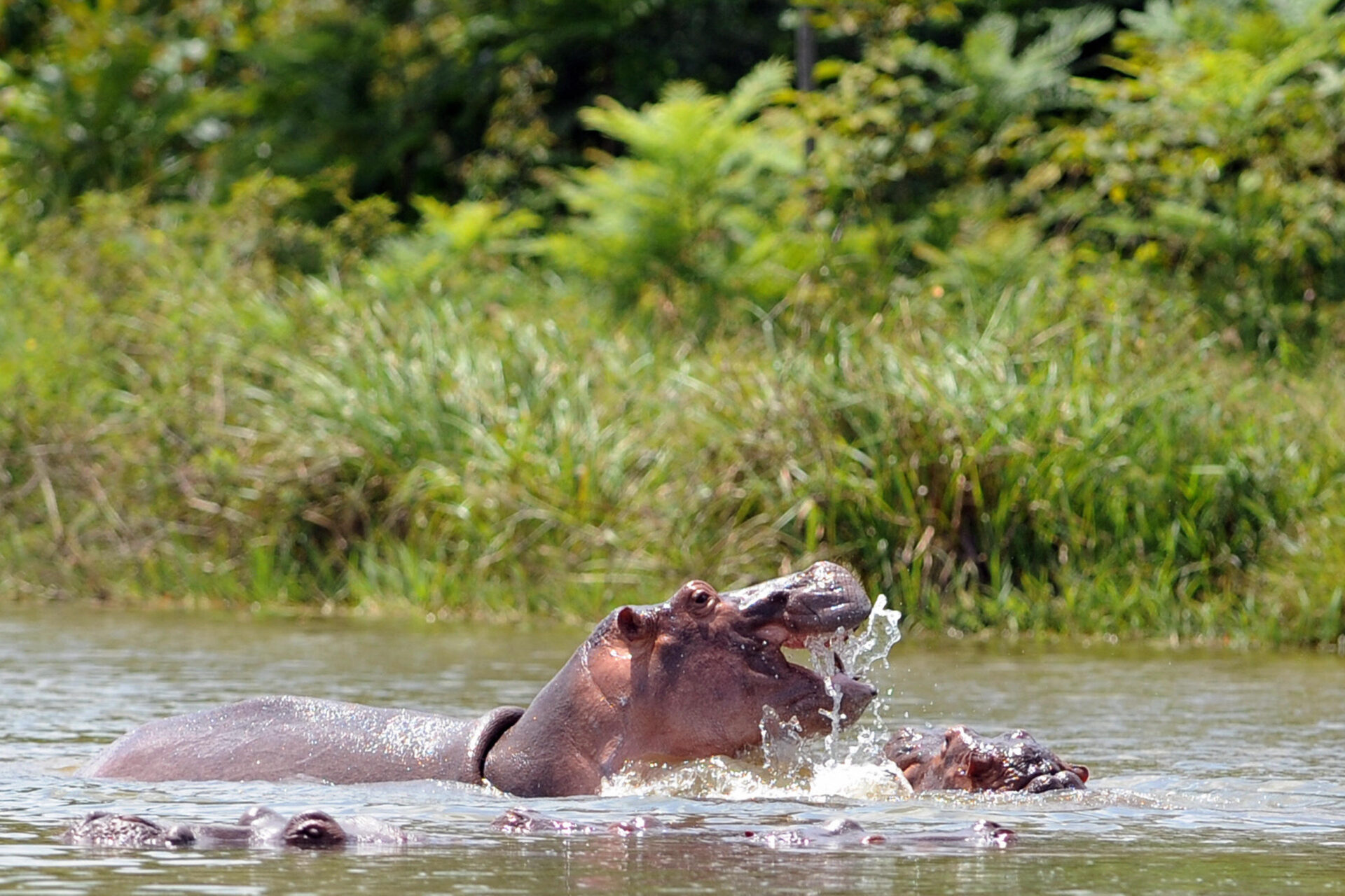 From exotic to dangerous invaders: euthanasia for Pablo Escobar's hippos