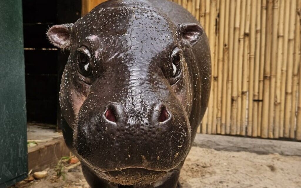 Rare pygmy hippo arrives in Israel to launch breeding program