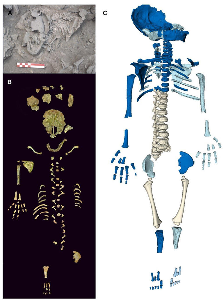 Baby Neanderthals may have had a rapid growth spurt compared to modern ...