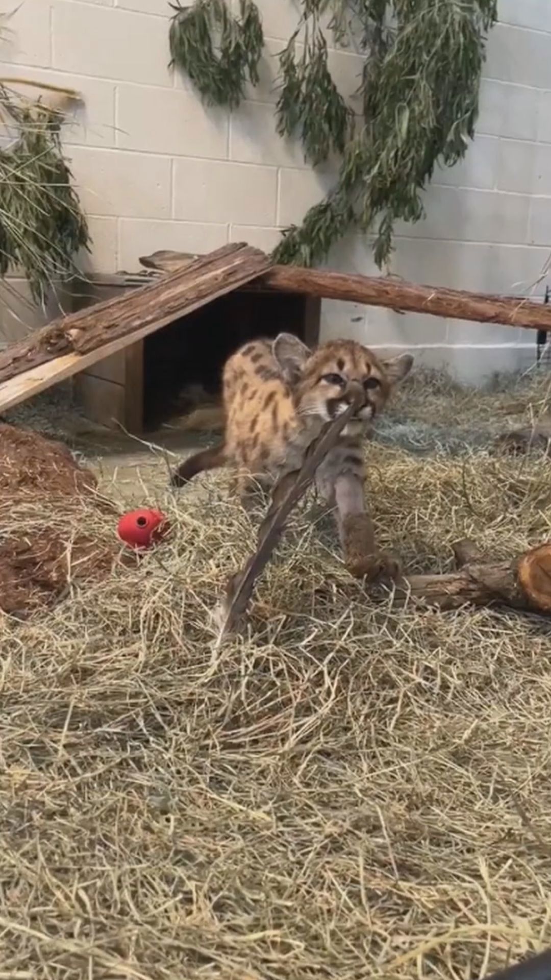 Rescued mountain lion cub plays with feather at the Oakland Zoo