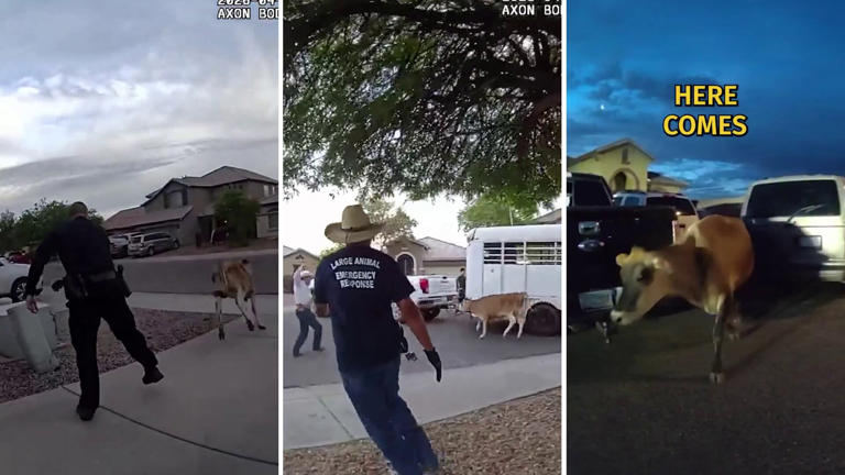 Caught on camera: Runaway cows cause south Phoenix neighborhood moo-haha