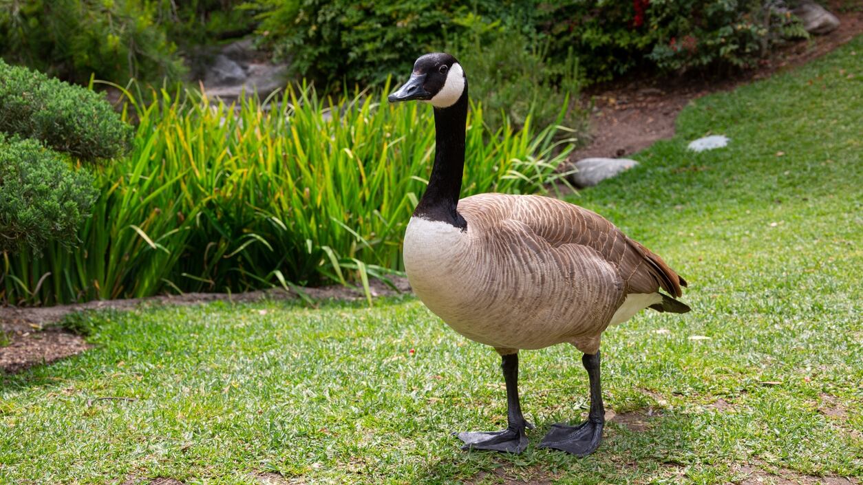 Wildlife officials warn of aggressive Canada goose behavior during ...