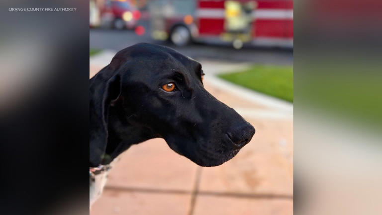 Hero dog alerts Orange County family to early morning fire