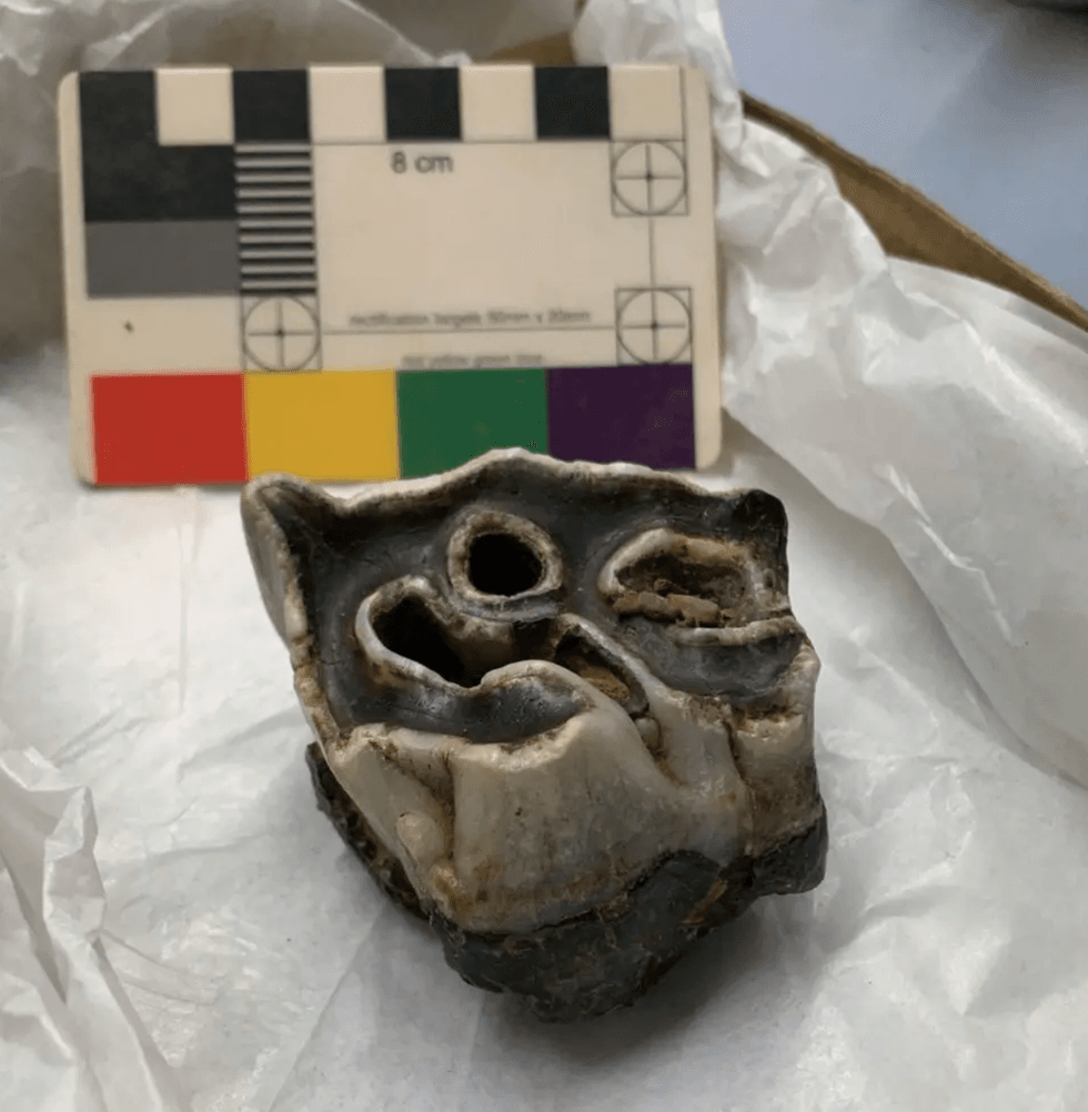 Cave under UK castle could change understanding of prehistoric Britain ...