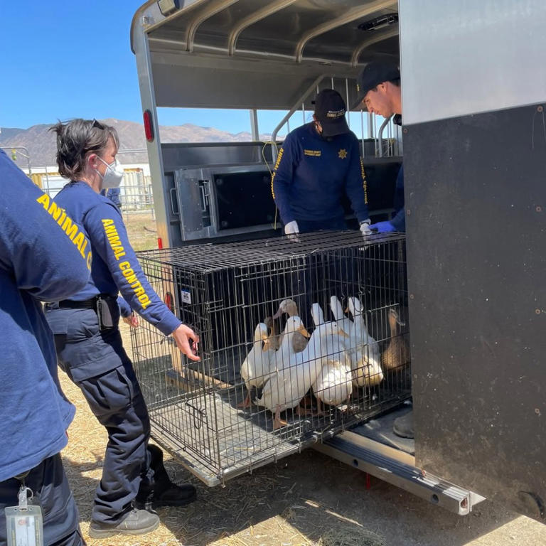 Animal lovers cry 'fowl' as troubled SoCal sanctuary surrenders 500 ...