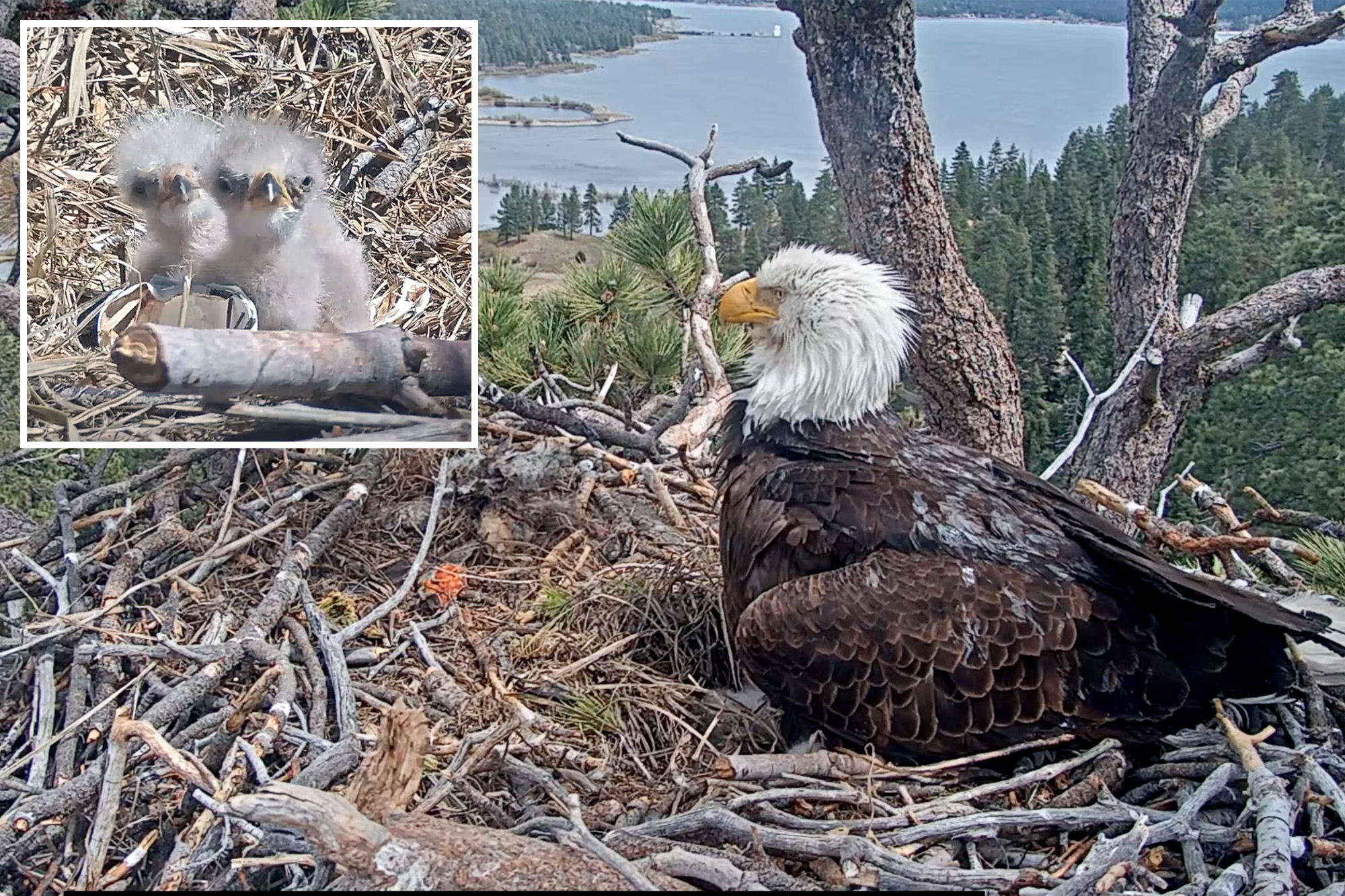Fans of famous Big Bear bald eagle couple asked to play parent for ...