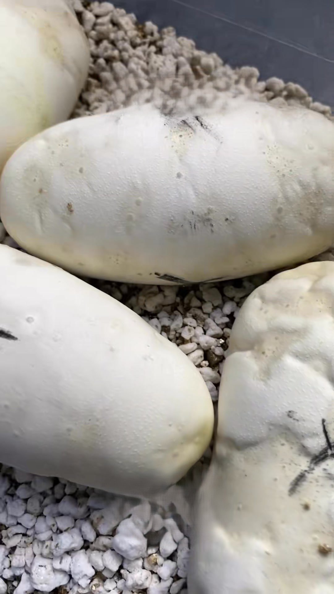Hatching a snake egg with the Molinaro Snake Lab