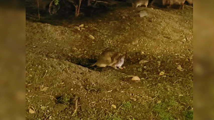 Growing rat problem on Mamaroneck Avenue leaves locals demanding a solution