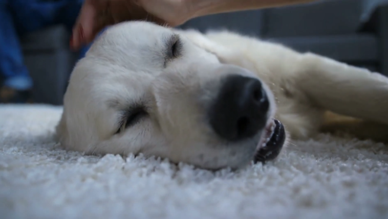 Blind shelter dog meets the first person she trusts and won’t let go