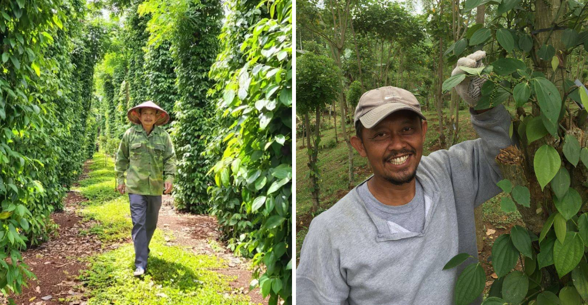Which country grows the most black pepper in the world