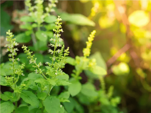 Tulsi vastu tips: Never place these plants near the tulsi plant—even by ...