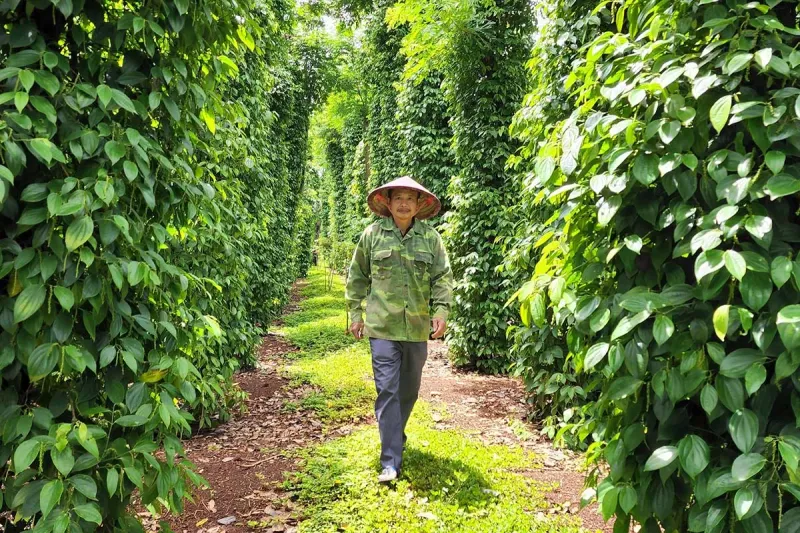 Which country grows the most black pepper in the world