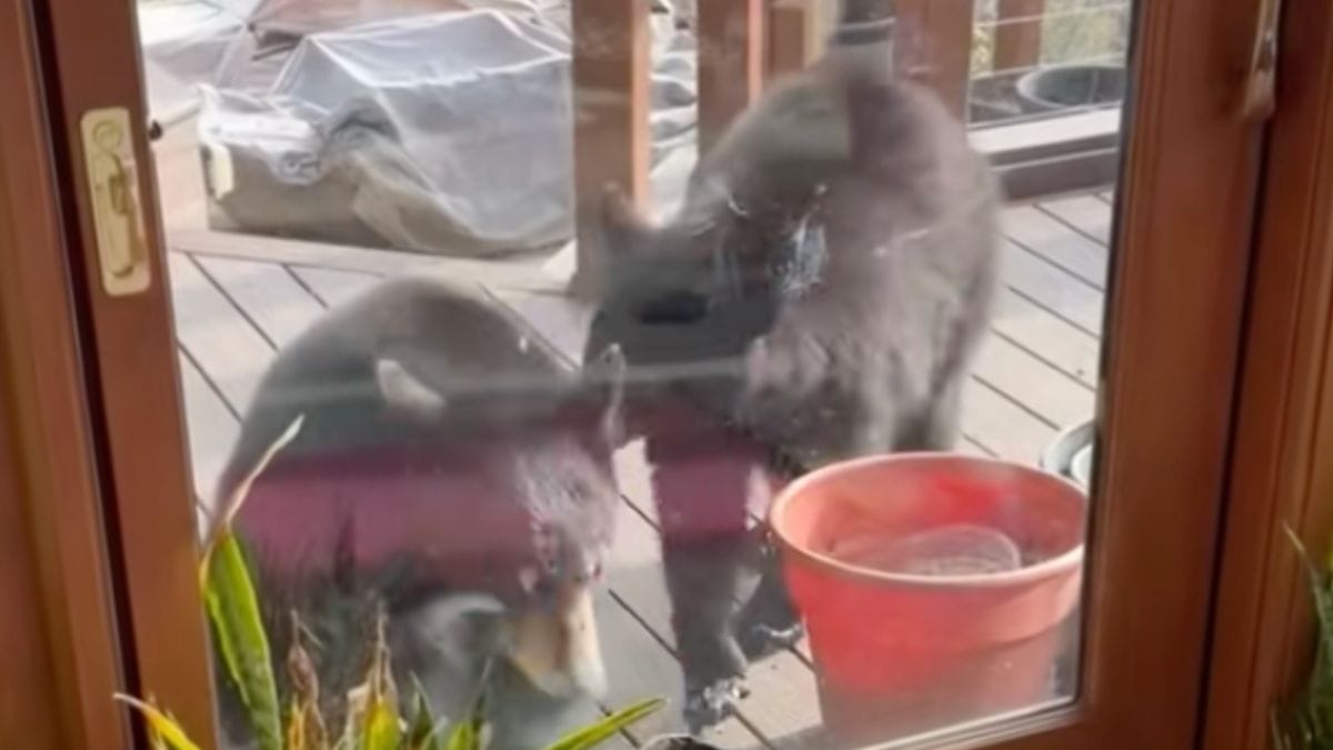 Two bears show up on the porch: the cat's reaction is simply heroic