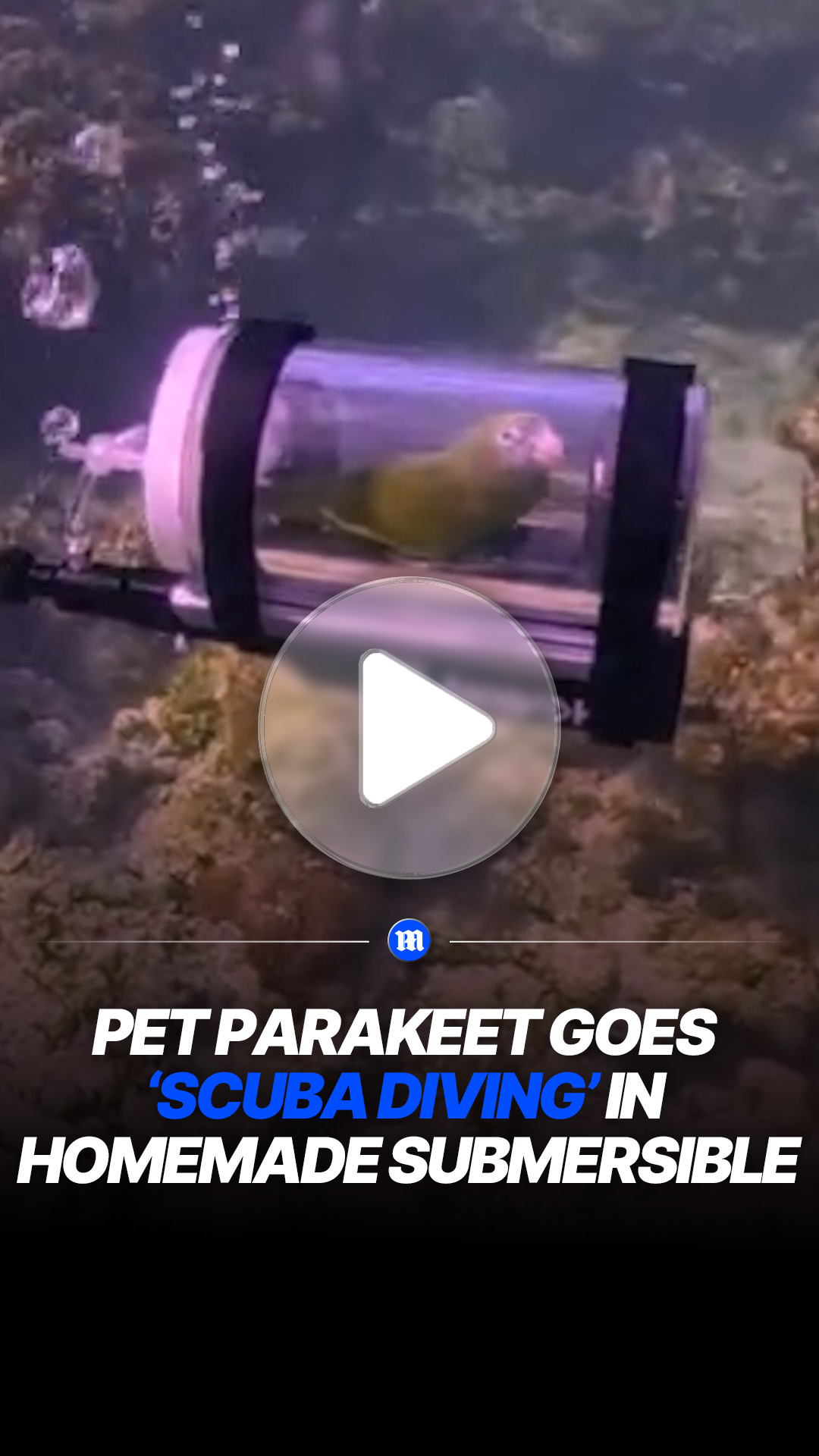 Bird playfully dips underwater in 'scuba diving' moment