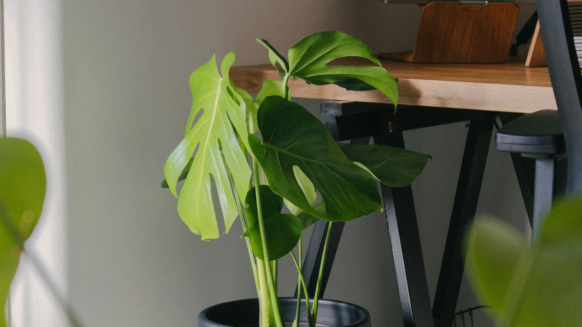20 signs you've turned your home into a plant habitat