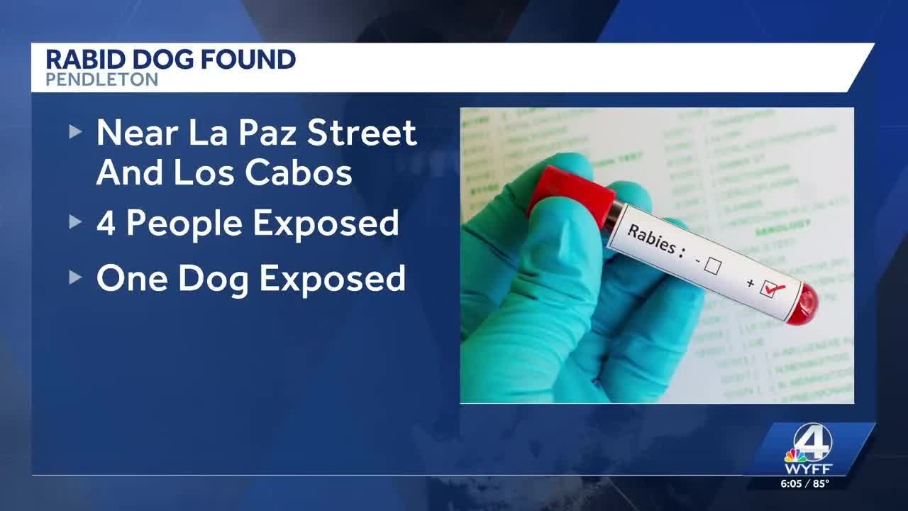 Dog found in Pendleton tests positive for rabies; 4 people exposed, DPH ...
