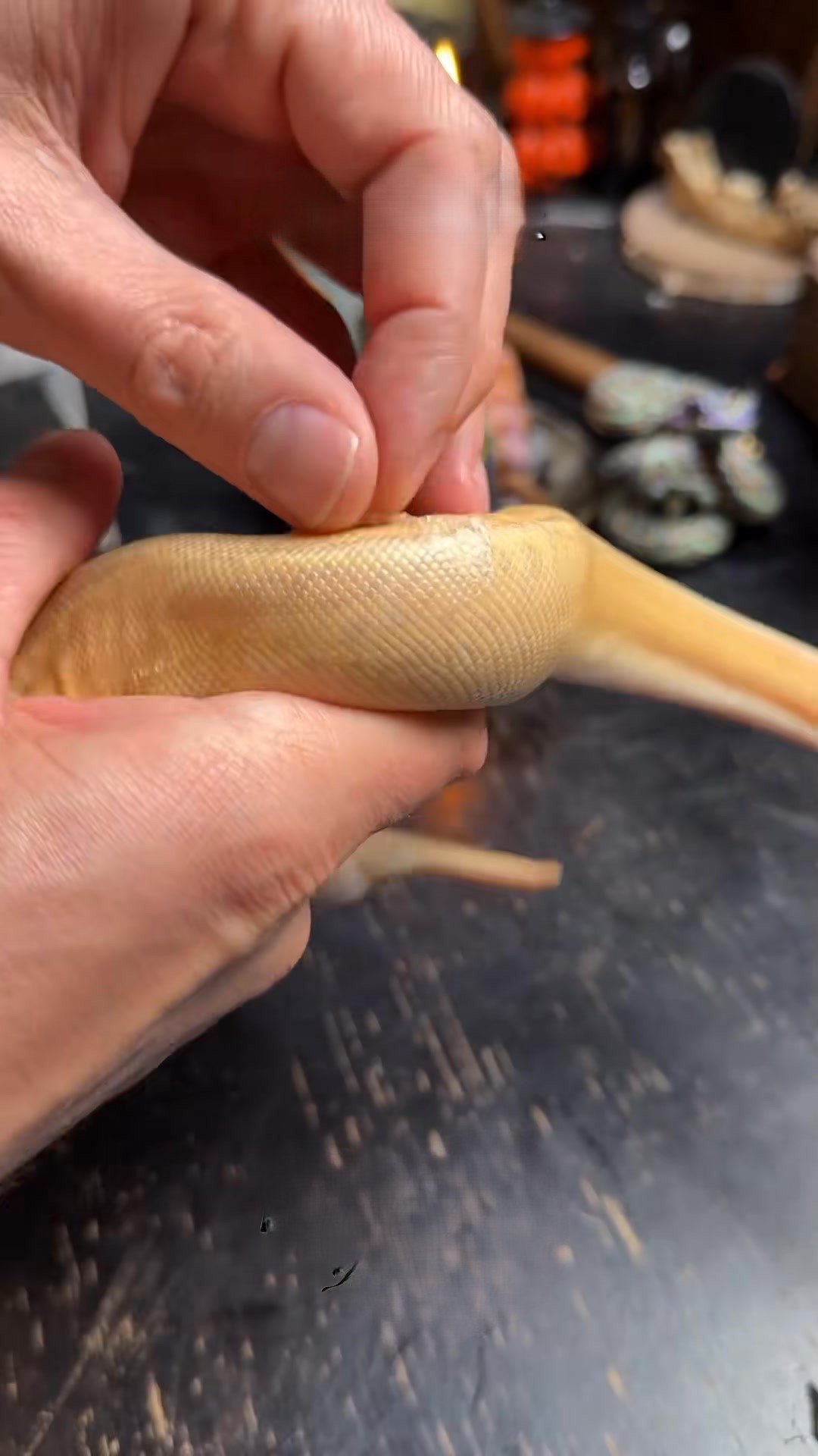 Helping a rare snake with stuck shed
