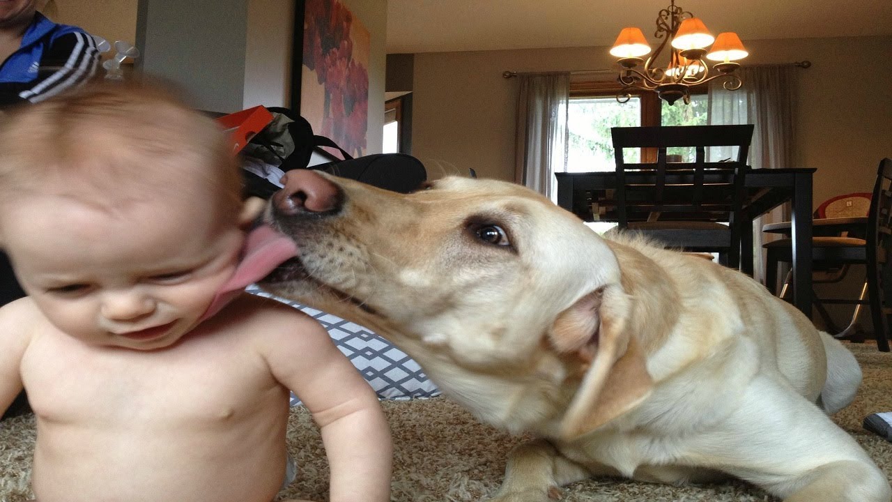 Here’s truth about dogs’ ‘kisses’ and what’s really going on inside ...