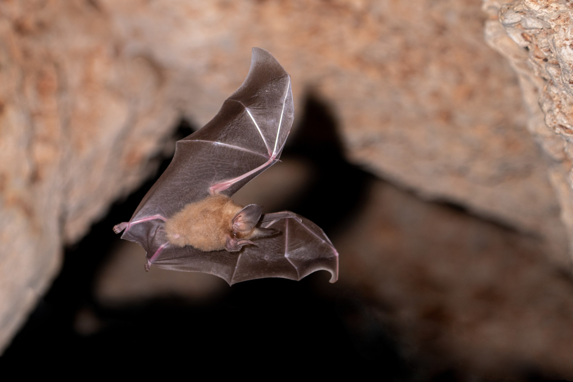 Bats: The unsung heroes of the night