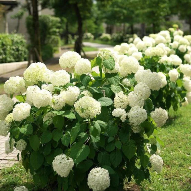 Jimmy Fallon’s hydrangea garden sets the new standard for outdoor ...