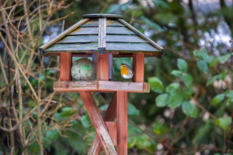 Gardeners risk robins in their garden by doing one job this month