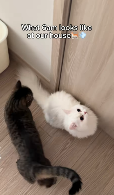 What’s the earliest your cat has ever woken you up?