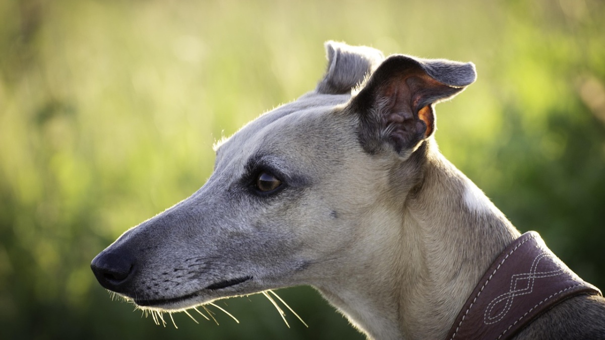 17 chill dog breeds made for homebodies and introverts
