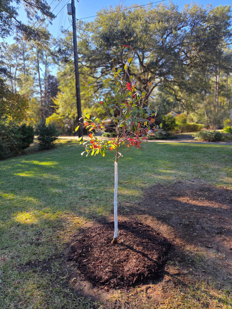 Starting off right: Tree planting tips from a Tallahassee arborist