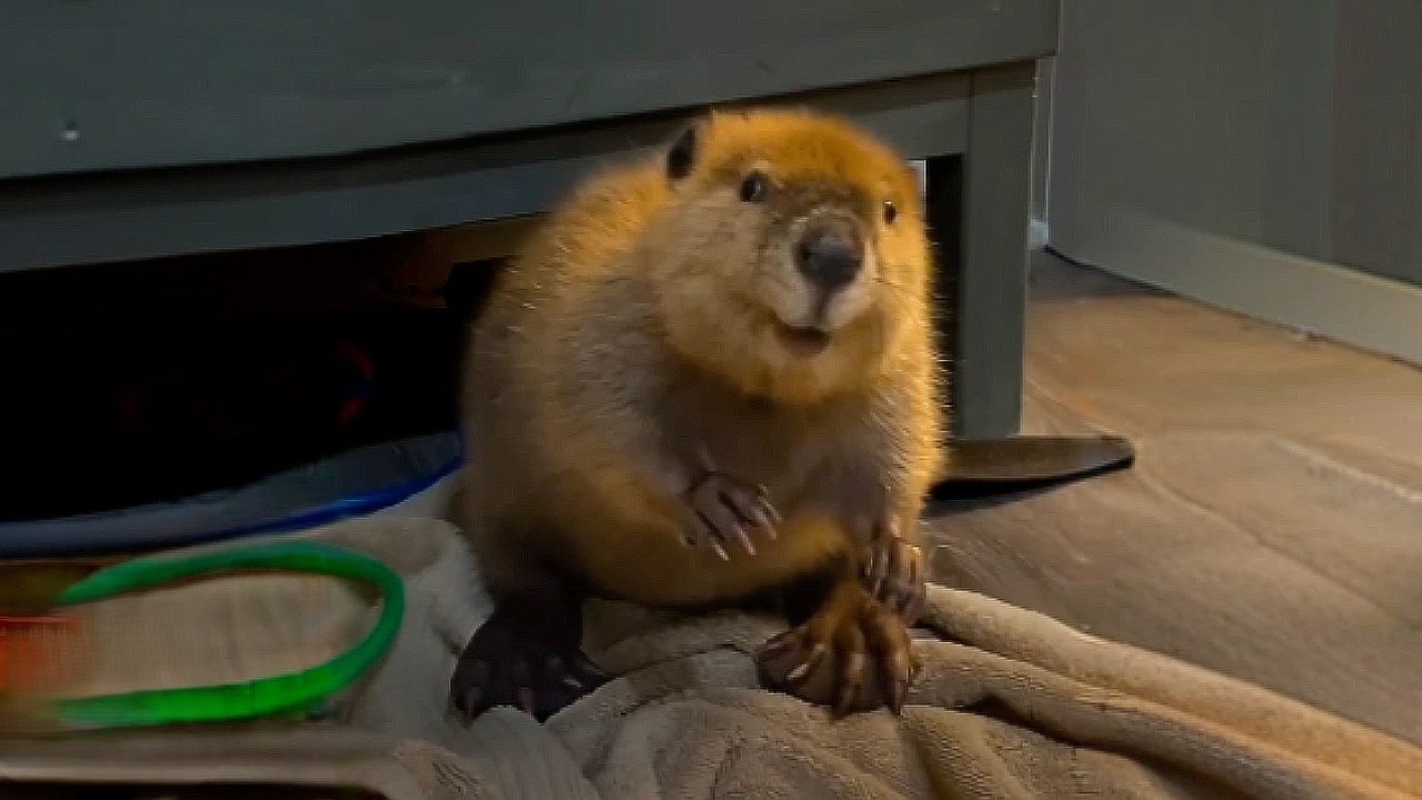 She held this baby beaver for hours - until it trusted her with its ...