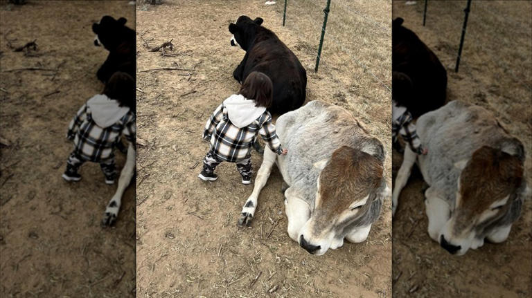 This family-owned Texas farm is a local and tourist favorite with cow ...