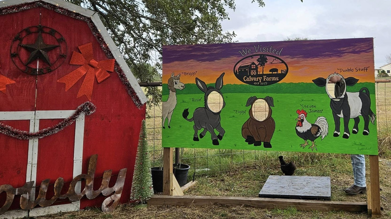 This family-owned Texas farm is a local and tourist favorite with cow ...