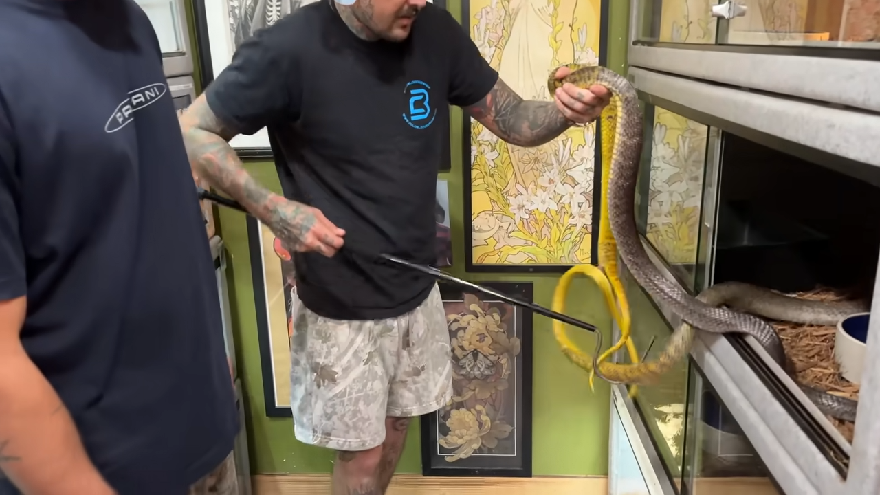 How dangerous is snake training really?