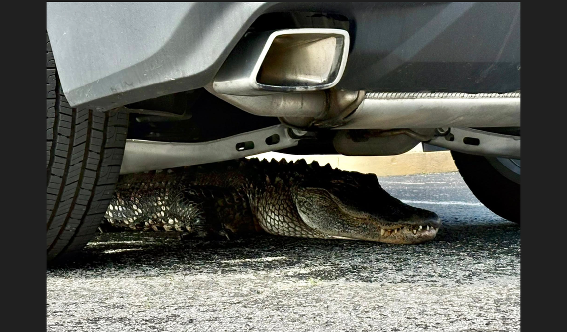 8-foot alligator got in line at a bank's drive-thru in NC. It didn't ...