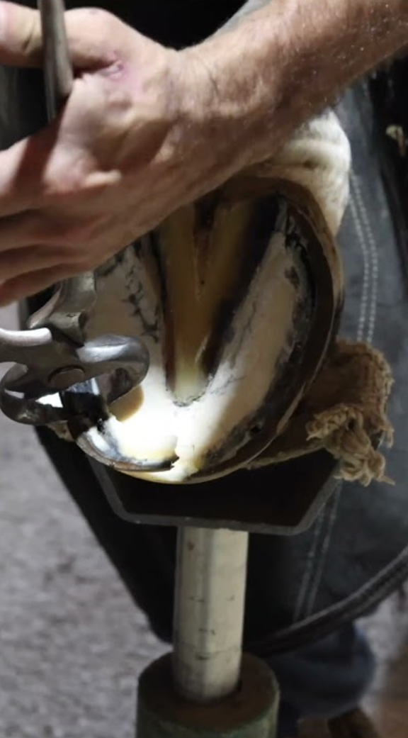 Overgrown Hoof Restored Properly