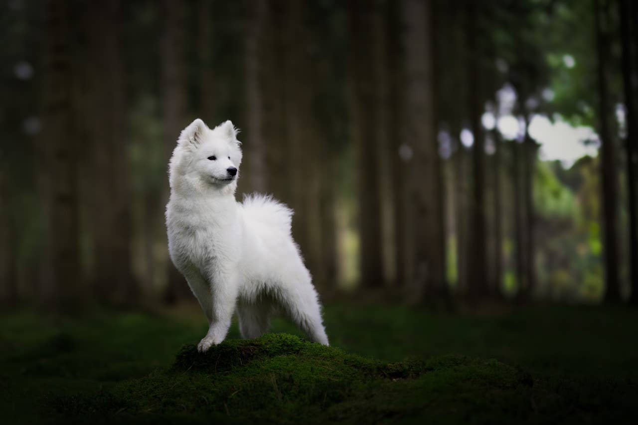 10 most popular white dog breeds in the world, revealed!