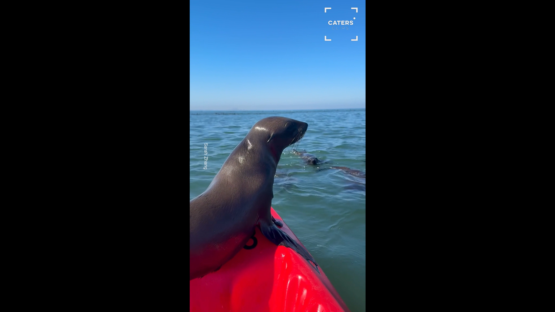 Baby seal jumps onto kayak in surprise close encounter