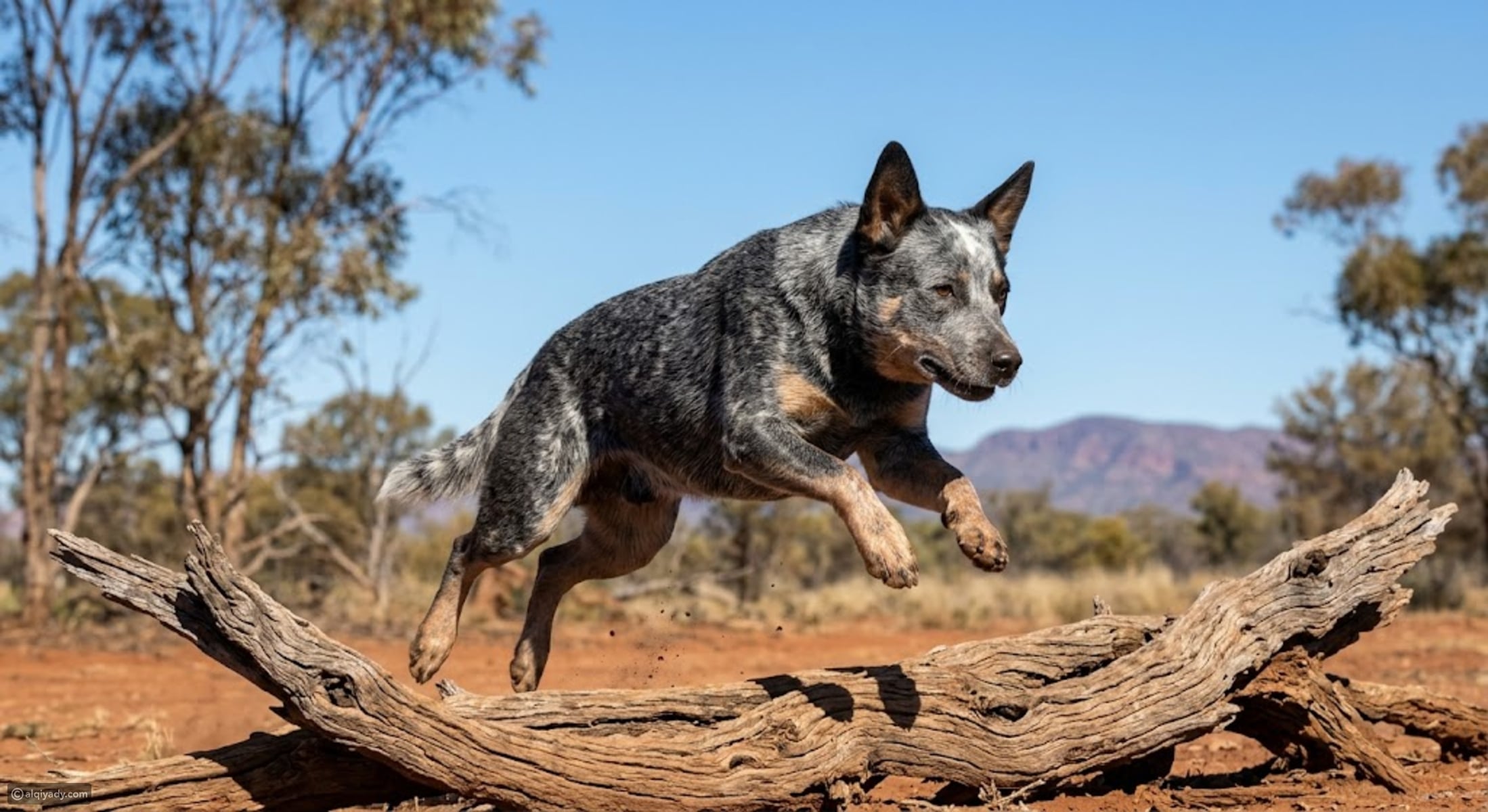 Animal experts rank the 10 smartest dog breeds