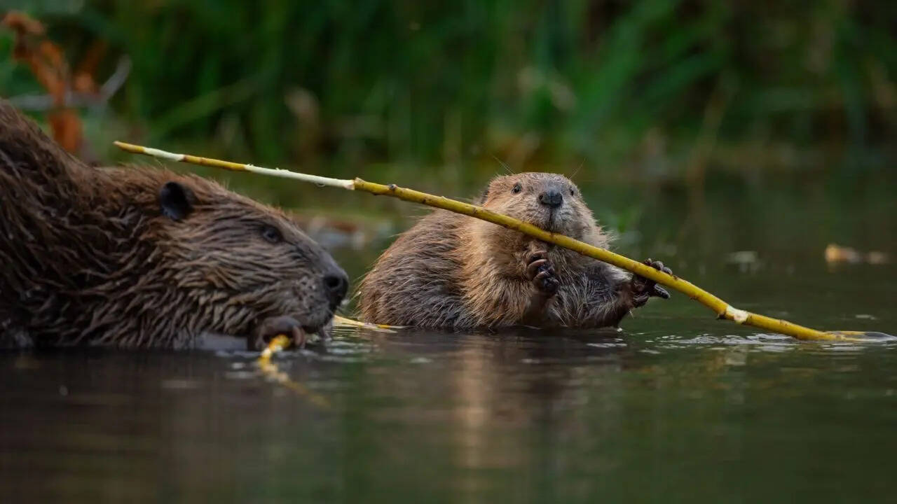Beavers are climate heroes: Study reveals they can trap over 1,300 tons ...