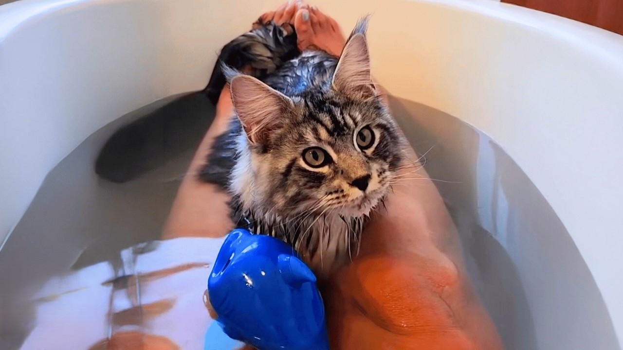 Cat jumps into the bath every time - and he becomes her little lifeguard