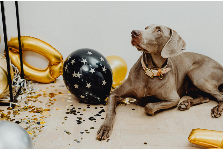 15 things your dog might be scared of